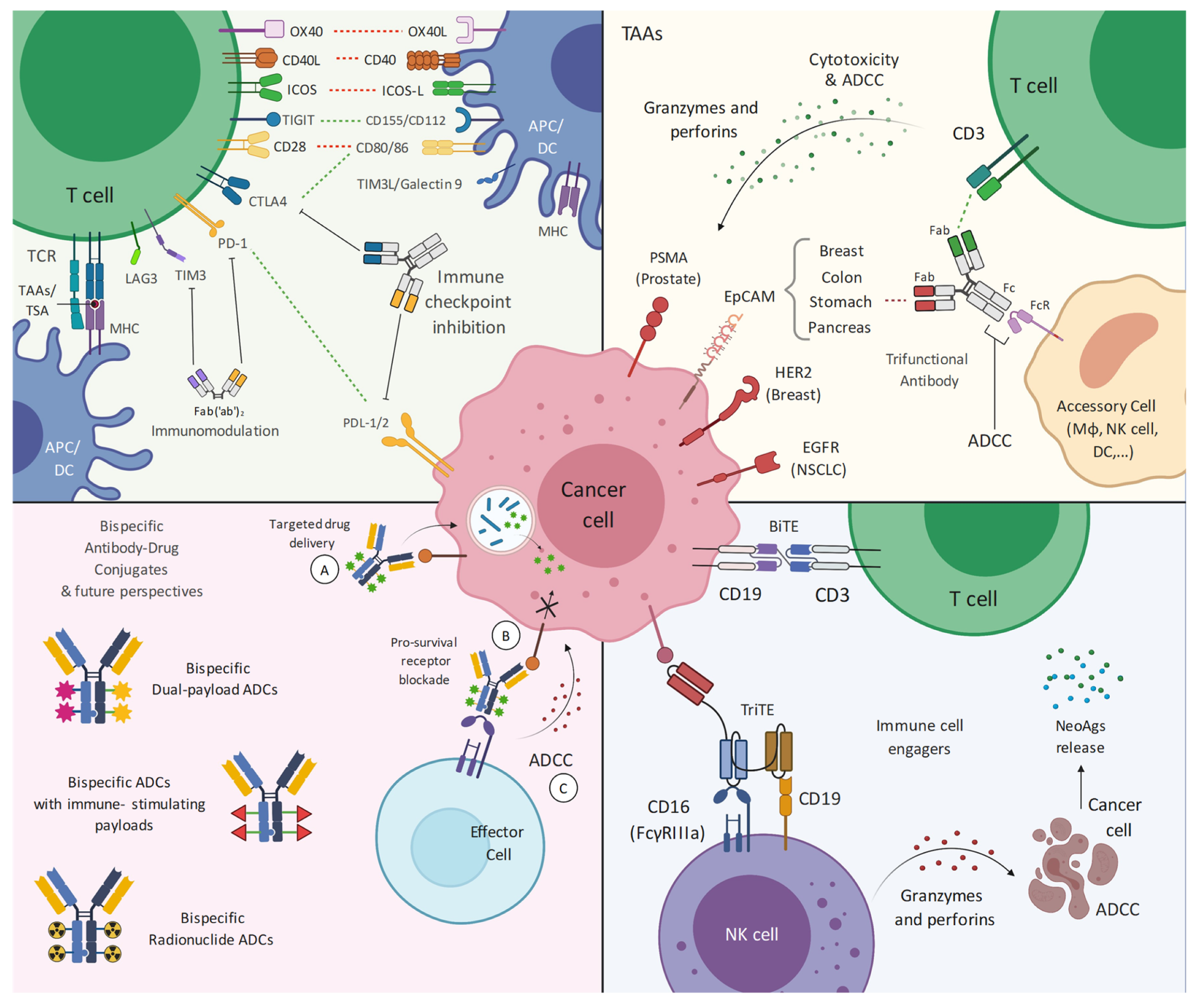 Oncologic Bispecific Antibodies in Immunotherapy - Mabion