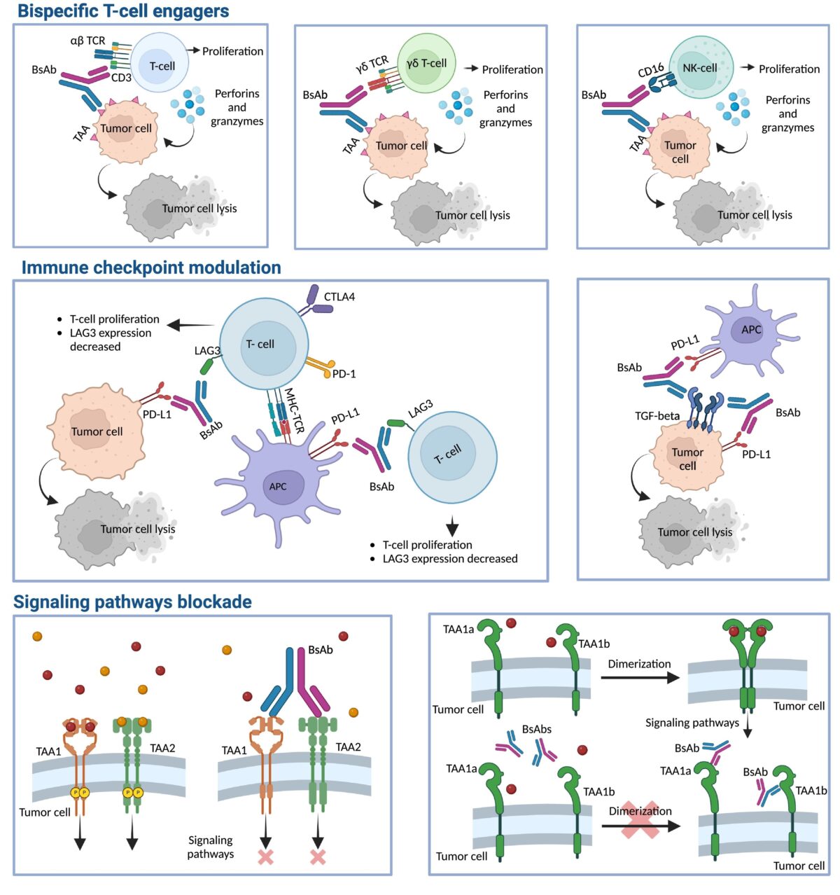 Oncologic Bispecific Antibodies in Immunotherapy - Mabion